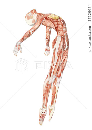 Women in the dance pose Anatomy muscle 3DCG... - Stock Illustration ...