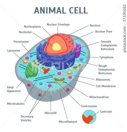 Cartoon Animal Cell Anatomy Banner Card Poster - Stock Illustration ...