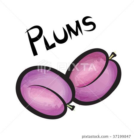 Plums sign. Plum fruit. Fresh farm product label - Stock Illustration ...