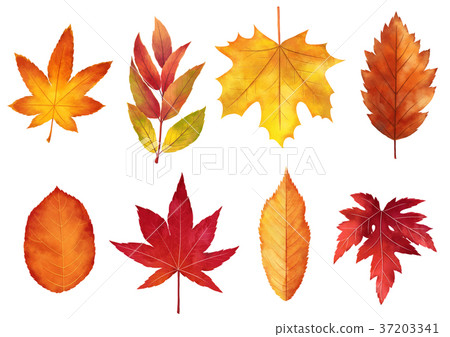 Autumn object illustration - sun flowers,... - Stock Illustration ...