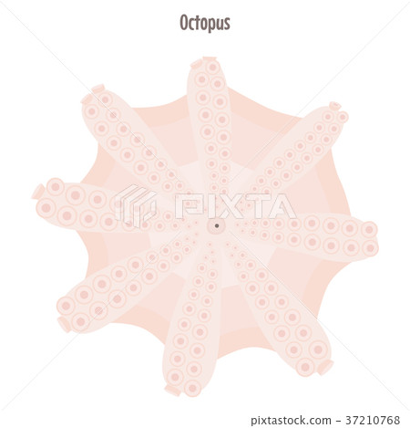 Octopus top view vector - Stock Illustration [37210768] - PIXTA