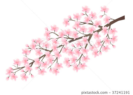 Sakura spring flower background - Stock Illustration [37241191] - PIXTA