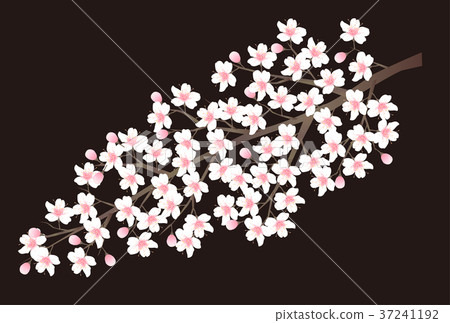 Sakura spring flower background - Stock Illustration [37241192] - PIXTA