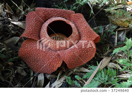 Raflesia - Stock Photo [37249840] - PIXTA