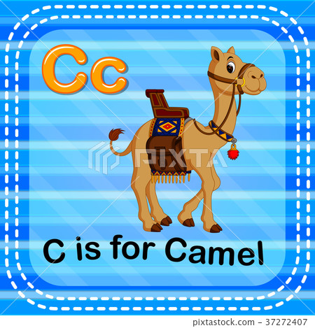 Flashcard letter C is for camel - Stock Illustration [37272407] - PIXTA