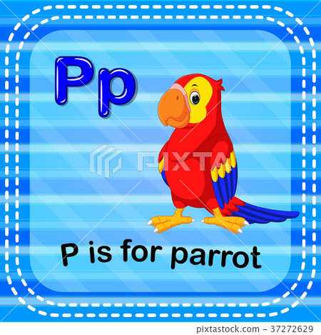 Flashcard letter P is for parrot - Stock Illustration [37272629] - PIXTA