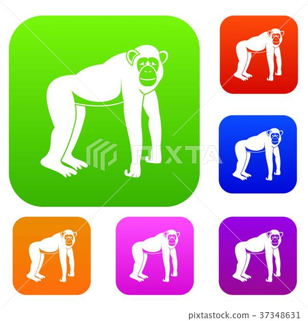 Chimpanzee set color collection - Stock Illustration [37348631] - PIXTA