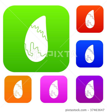 Brazil nut set color collection - Stock Illustration [37463647] - PIXTA