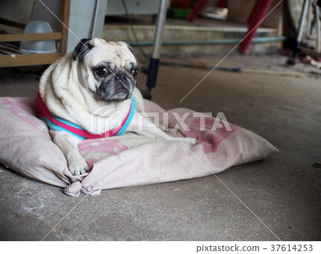 Fat Pugs Memes 30+ Pug Meme Stock Photos, Pictures & Royalty Free