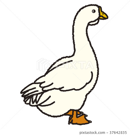 duck - Stock Illustration [37642835] - PIXTA