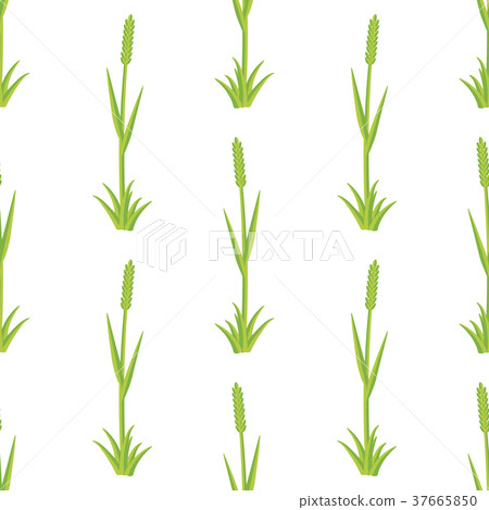 Fresh grass seamless vector pattern-插圖素材 [37665850] - PIXTA圖庫