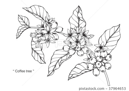 Coffee flower drawing illustration. - Stock Illustration [37964653] - PIXTA
