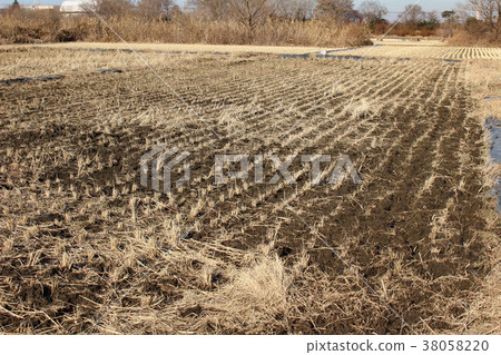 Winter rice field - Stock Photo [38058220] - PIXTA