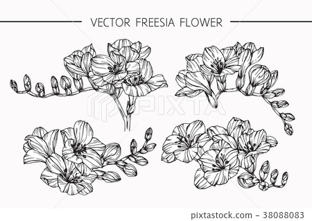 Freesia flower drawing illustration. - Stock Illustration [38088083 ...