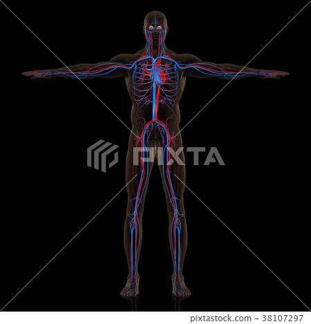 Human blood vessel network - Stock Illustration [38107297] - PIXTA