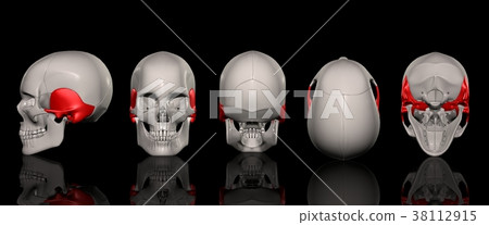 Temporal bone orientation list - Stock Illustration [38112915] - PIXTA
