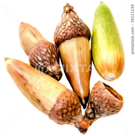 Four acorns and hat isolated - Stock Illustration [38121239] - PIXTA