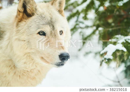 Shinrin wolf face - Stock Photo [38215018] - PIXTA