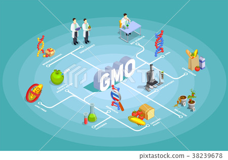 Genetically Modified Organisms Isometric Flowchart - Stock Illustration ...