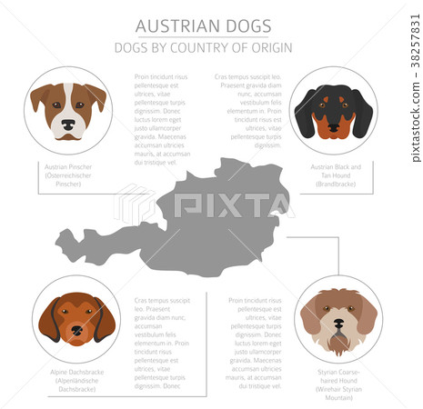 Dogs by country of origin. Austrian dog breeds - Stock Illustration ...