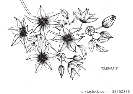 Clematis flower drawing illustration. - Stock Illustration [38262886 ...