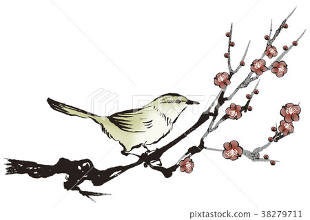 Plum blossom and Uguisu illustration - Stock Illustration [38279711 ...