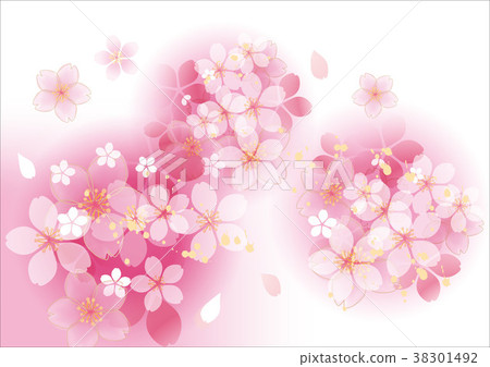 Blooming fluffy Sakuramaru - Stock Illustration [38301492] - PIXTA