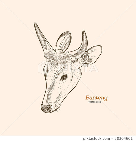 banteng, red bull hand draw sketch vector. - Stock Illustration ...