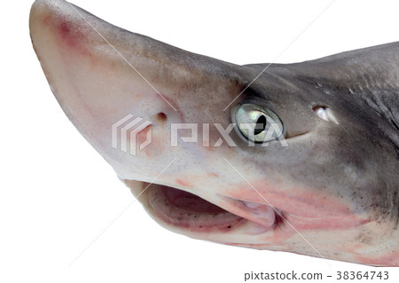 Japanese bullnose shark - Stock Photo [38364743] - PIXTA
