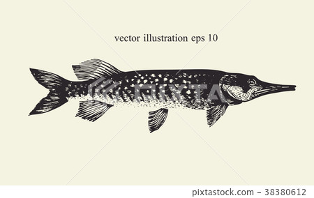 Pike. Hand drawn retro vector illustration. Fish - Stock Illustration ...