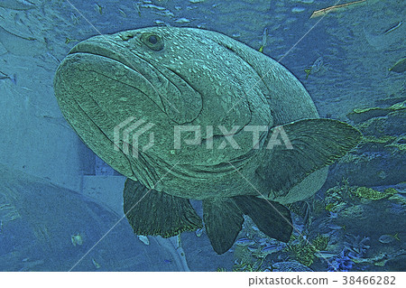 Tamakai - Stock Illustration [38466282] - PIXTA