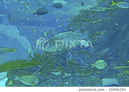Tamakai - Stock Illustration [38466284] - PIXTA