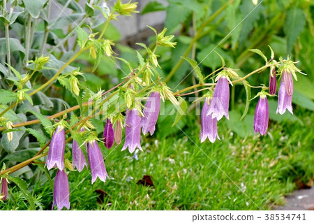Firefly Bukuro blooming in Mitaka Nakahara,... - Stock Photo [38534741 ...