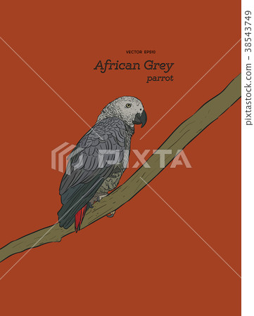 African Grey Parrot. hand draw sketch vector. - Stock Illustration ...