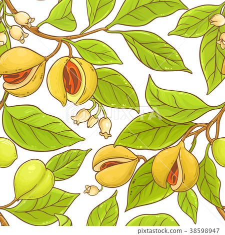 nutmeg branch vector pattern - Stock Illustration [38598947] - PIXTA
