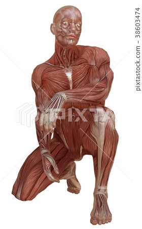 Male body without skin, anatomy and muscles 3d - Stock Illustration ...