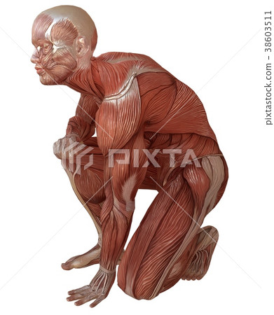 Male body without skin, anatomy and muscles 3d - Stock Illustration ...