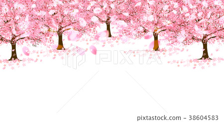Sakura spring flower background - Stock Illustration [38604583] - PIXTA