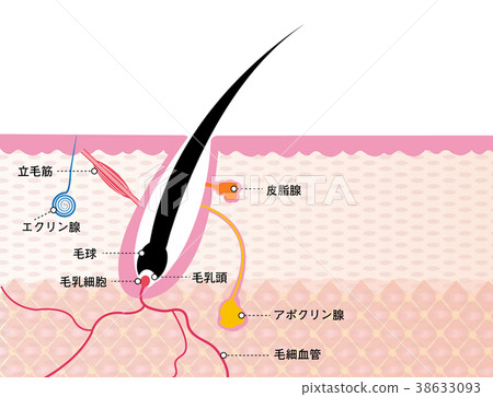 Hair internal structure diagram - Stock Illustration [38633093] - PIXTA