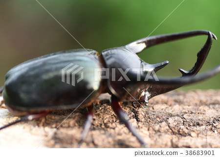 Caucasian monkey - Stock Photo [38683901] - PIXTA