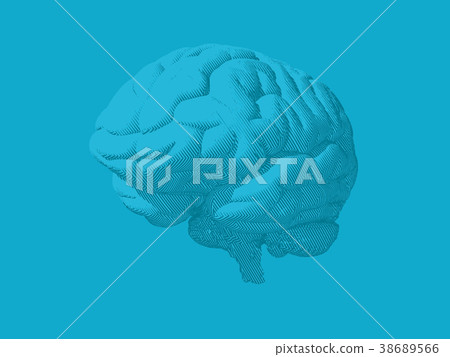 Perspective drawing brain illustration - Stock Illustration [38689566 ...