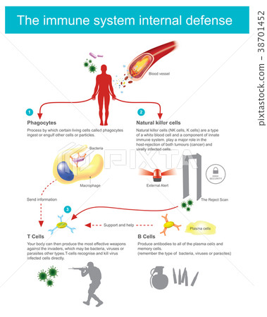 The immune system internal defence. - Stock Illustration [38701452] - PIXTA