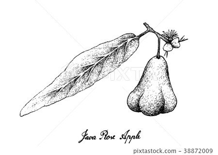 Hand Drawn of Java Rose Apple on White Background - Stock Illustration ...