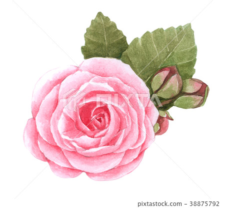 Watercolor Pink Rose , on white background - Stock Illustration ...
