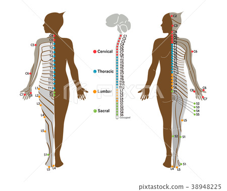 Dermatome front / back - Stock Illustration [38948225] - PIXTA
