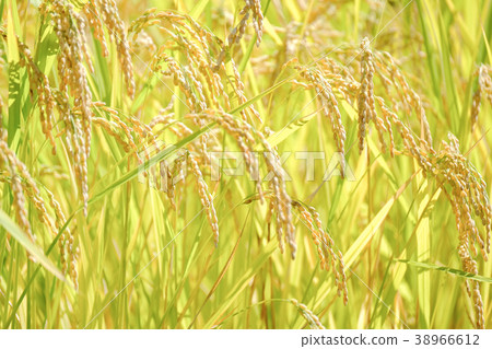 Autumn rice (September) - Stock Photo [38966612] - PIXTA