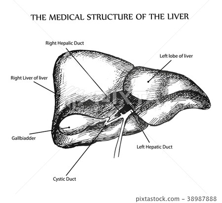 Liver Diagram Black And White