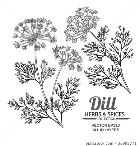dill plant vector set - Stock Illustration [38988771] - PIXTA