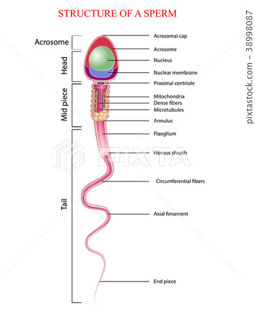 structure of spermatozoon-插圖素材 [38998087] - PIXTA圖庫