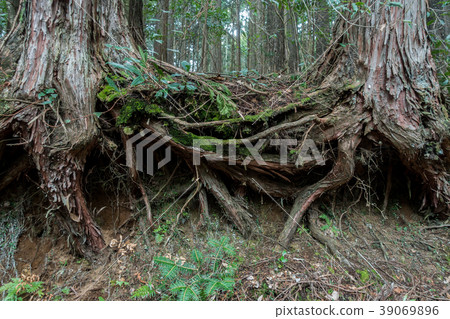 Cedar tree root - Stock Photo [39069896] - PIXTA